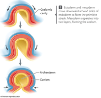 General Biology Study Guide: Reproduction & Development | Notes