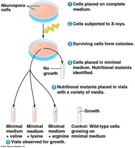General Biology Study Guide: Gene Expression & Mutations | Notes