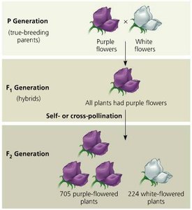 General Biology Study Guide: Mendel’s Laws & Inheritance | Notes