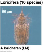 General Biology Study Guide: Invertebrate Diversity & Traits | Notes