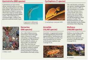 General Biology Invertebrates Study Guide – Key Concepts | Notes