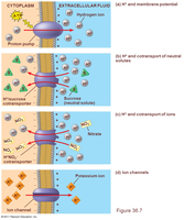 General Biology Study Guide: Plant Resource Transport | Notes
