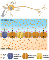 General Biology Neurons & Synapses Study Guide for Exams | Notes