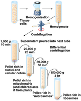 General Biology Study Guide: Cell Structure & Function | Notes