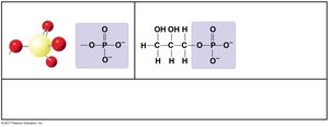 General Biology Study Guide: Carbon and Molecular Diversity | Notes