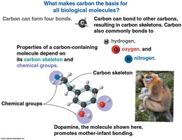 General Biology Study Guide: Carbon and Molecular Diversity | Notes