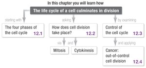 General Biology Study Guide: Cell Cycle, Division & Cancer | Notes