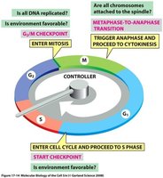 General Biology Study Guide: Cancer & Protein Synthesis | Notes