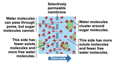 General Biology Study Guide: Membranes, Metabolism, Cell Cycle | Notes