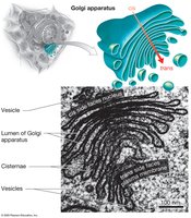 General Biology Study Guide: Cell Structure & Function | Notes