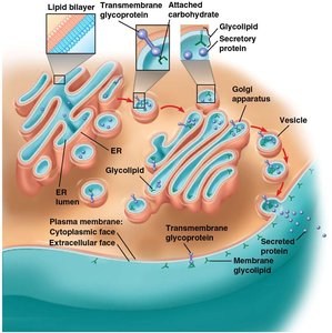 General Biology Study Guide: Membranes & Cell Signaling | Notes