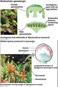 General Biology Land Plants Study Guide for Exams | Notes