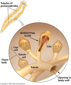 General Biology Osmoregulation & Excretion Study Guide | Notes