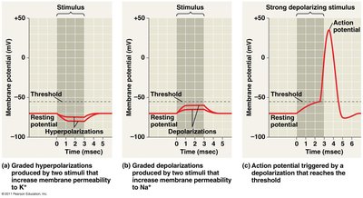 General Biology Neurons Study Guide: Key Concepts & Signals | Notes