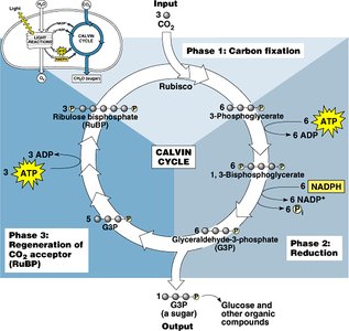General Biology Photosynthesis Study Guide for Exams | Notes