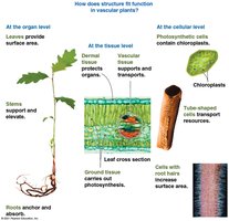 General Biology Study Guide: Vascular Plant Structure & Growth | Notes