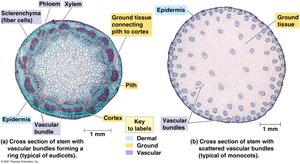 General Biology Study Guide: Vascular Plant Structure & Growth | Notes