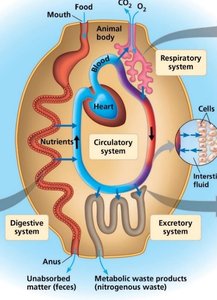 General Biology Circulatory System Study Guide for Exams | Notes