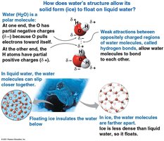 General Biology Water Properties Study Guide for Exams | Notes