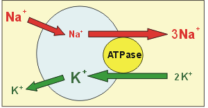 General Biology Study Guide: Neurons, Synapses & Signaling | Notes