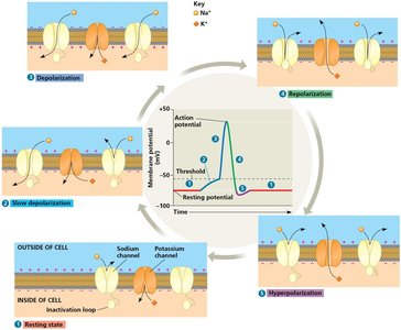 General Biology Study Guide: Neurons, Synapses & Signaling | Notes