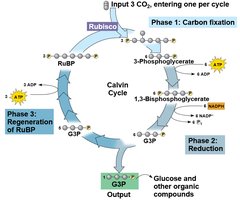 General Biology Photosynthesis Study Guide for Exams | Notes