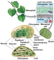 General Biology Photosynthesis Study Guide for Exams | Notes