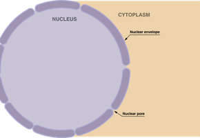 General Biology Study Guide: DNA, Cells & Biotechnology | Notes