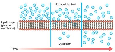 General Biology Study Guide: Membranes, Diffusion & Energetics | Notes