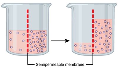 General Biology Study Guide: Membranes, Diffusion & Energetics | Notes