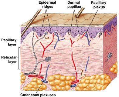 Integumentary System Study Guide: General Biology Essentials | Notes