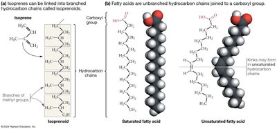 General Biology Study Guide: Cell Membranes & Lipids | Notes