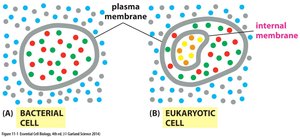Cell Biology Study Guide: Membranes & Organelles Explained | Notes