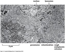 Cell Biology Study Guide: Membranes & Organelles Explained | Notes