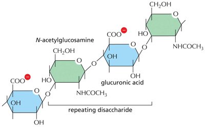 Cell Biology Study Guide: Tissues, Stem Cells & Cancer | Notes
