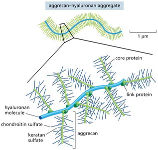 Cell Biology Study Guide: Tissues, Stem Cells & Cancer | Notes