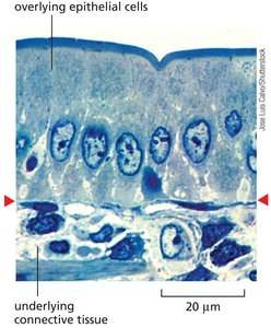 Cell Biology Study Guide: Tissues, Stem Cells & Cancer | Notes