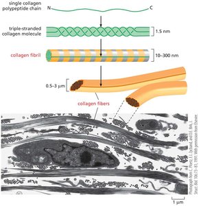Cell Biology Study Guide: Tissues, Stem Cells & Cancer | Notes