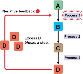 Cell Biology Study Guide: Homeostasis & Feedback Loops | Notes