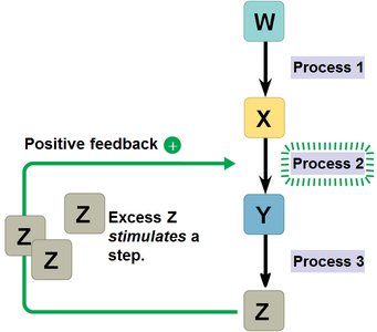 Cell Biology Study Guide: Homeostasis & Feedback Loops | Notes
