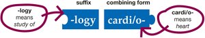 Medical Terminology Study Guide: Structure & Word Parts | Notes