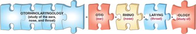 Medical Terminology Study Guide: Key Terms & Concepts | Notes