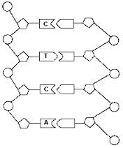 Microbiology Study Guide: Microbial Genetics & DNA Replication | Notes