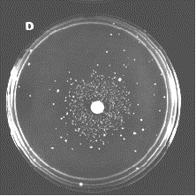 Microbiology Study Guide: Microbial Genetics & DNA Replication | Notes