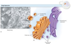 Microbiology Study Guide: Eukaryotic Cells & Microorganisms | Notes